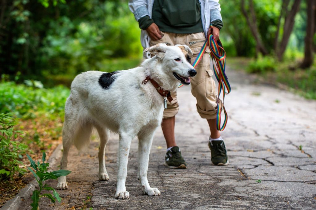 5 Tips for a Successful Dog Walking Business – dogbiz