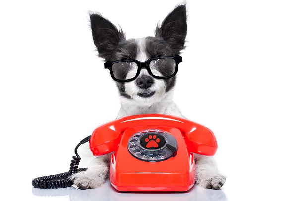 Let It Ring – dogbiz