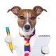 Writing an Effective Dog Professional Bio – dogbiz