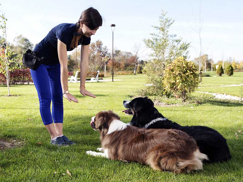 basic-manners-curriculum – dogbiz