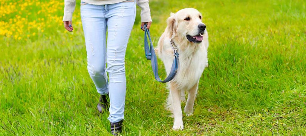 Professional online dog walker training – dogbiz