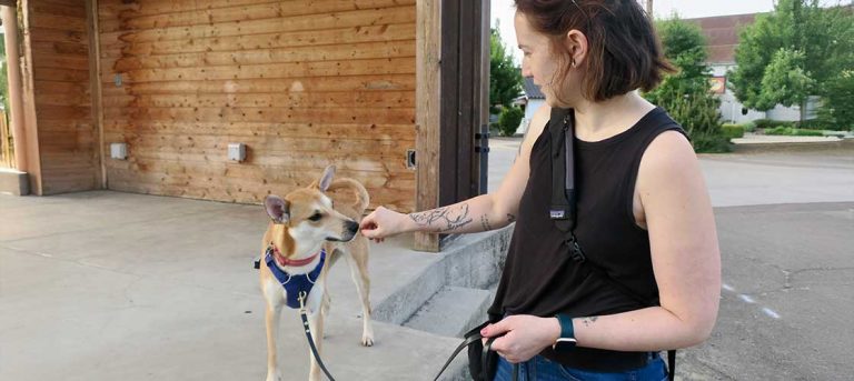 grow-my-dog-training-business – dogbiz