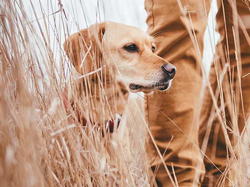 Increase dog class student retention with short, fun topics classes ...